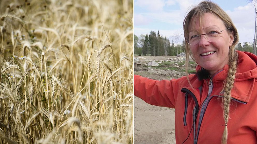 Forskare: Sveriges lantbruk behöver fler odlingssäsonger | SVT Nyheter