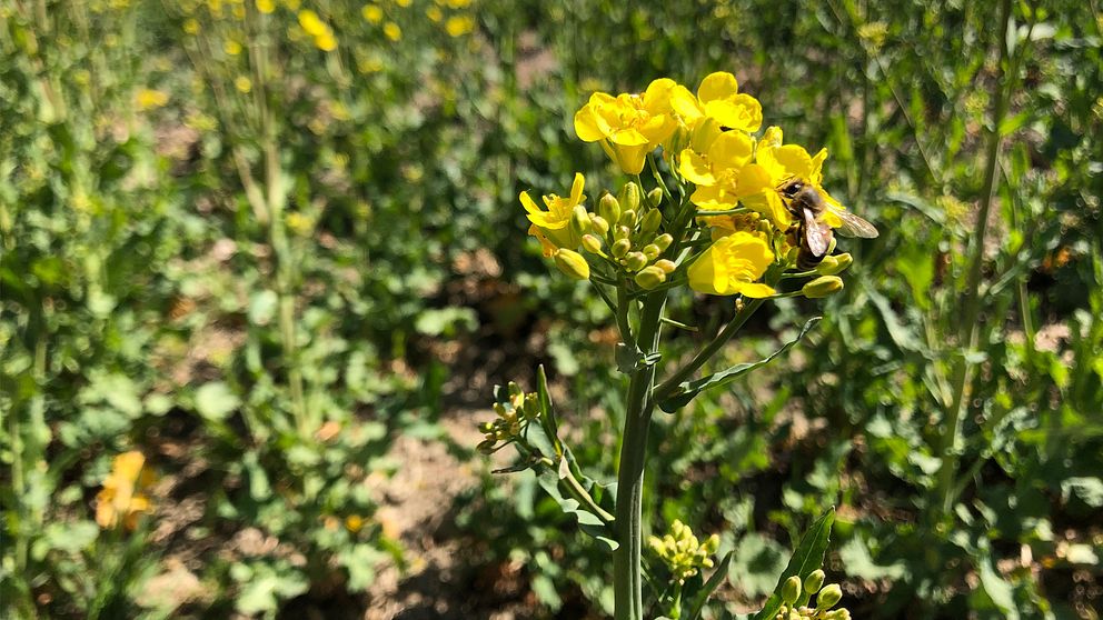 Här har blommor och bin ett lyckat samarbete | SVT Nyheter