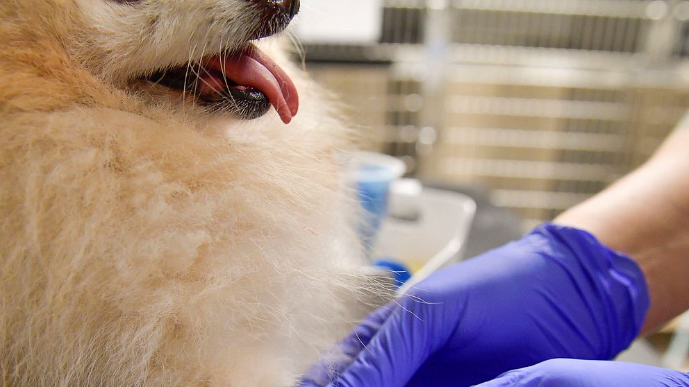Veterinär missade cancer hos hund – prickas för felbehandling | SVT Nyheter