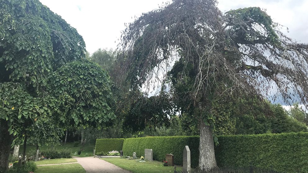 Döda almar blev till konst på Bredåkra kyrkogård | SVT Nyheter