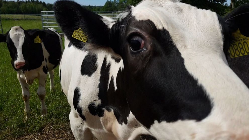 Få ekologiska kossor i Småland | SVT Nyheter