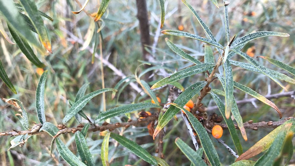 Populär bärbuske tar över hela områden | SVT Nyheter