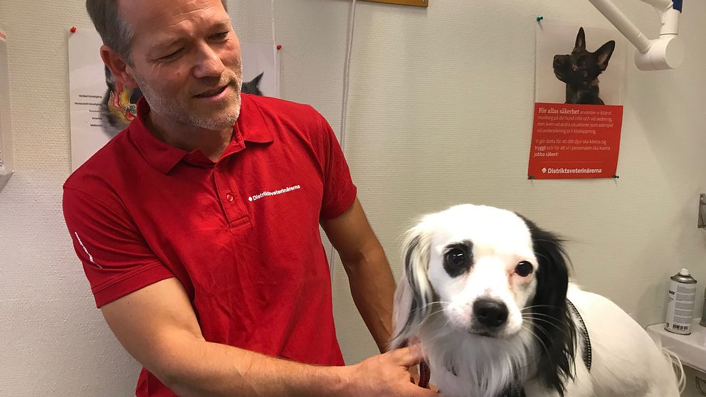 Veterinär: ”Vi måste prioritera – jag kan inte remittera en ko” | SVT ...