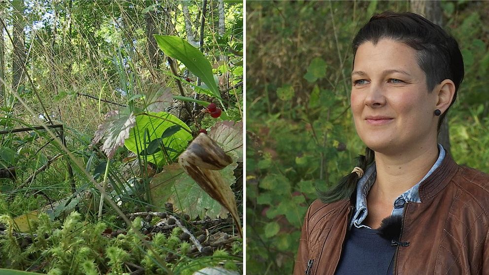 Skyddad natur ska bli cykelled – följ med till Salas naturprojekt | SVT ...