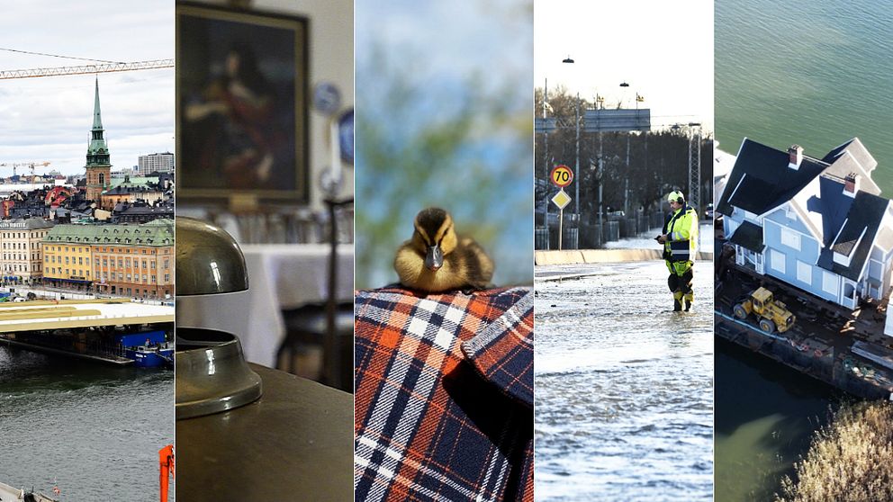 Det här engagerade stockholmarna under år 2020 | SVT Nyheter