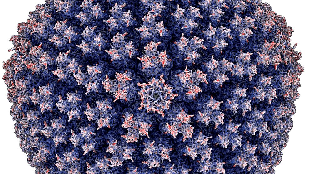 Umeåforskarnas bilder av diarrévirus öppnar upp för nya vacciner | SVT ...