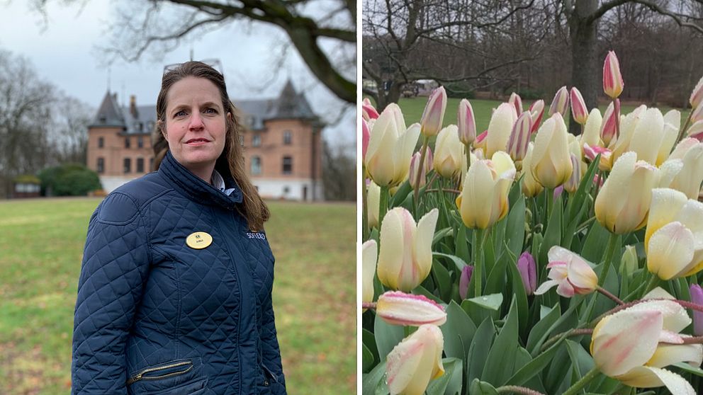 Nu öppnar Sofiero för 2 500 besökare – så coronasäkras parken | SVT Nyheter