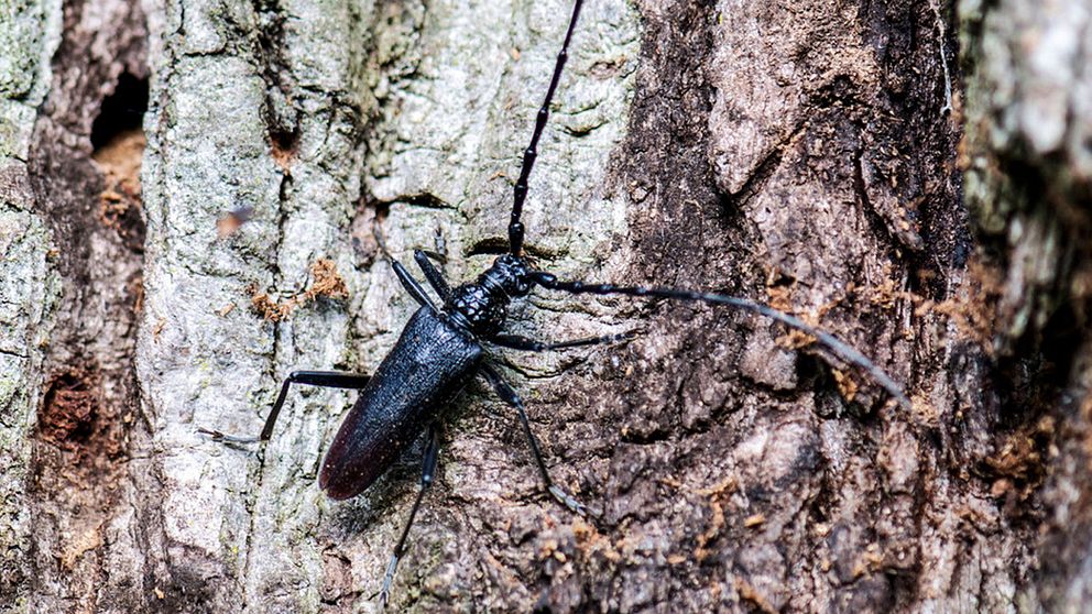Akut hotad skalbagge får nytt hem i Blekinge | SVT Nyheter