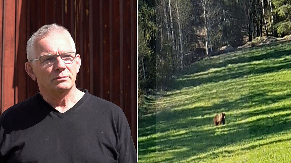 Björn vid Buberget drar publik – länsstyrelsen uppmanar till ...