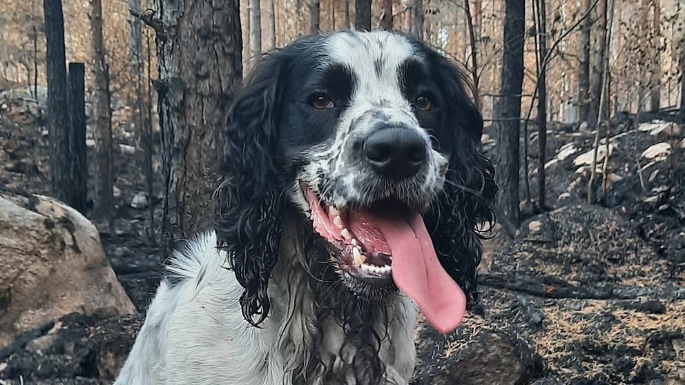 Hunden Hassel från Vollsjö ska stoppa spridningen av skogsbränder | SVT ...