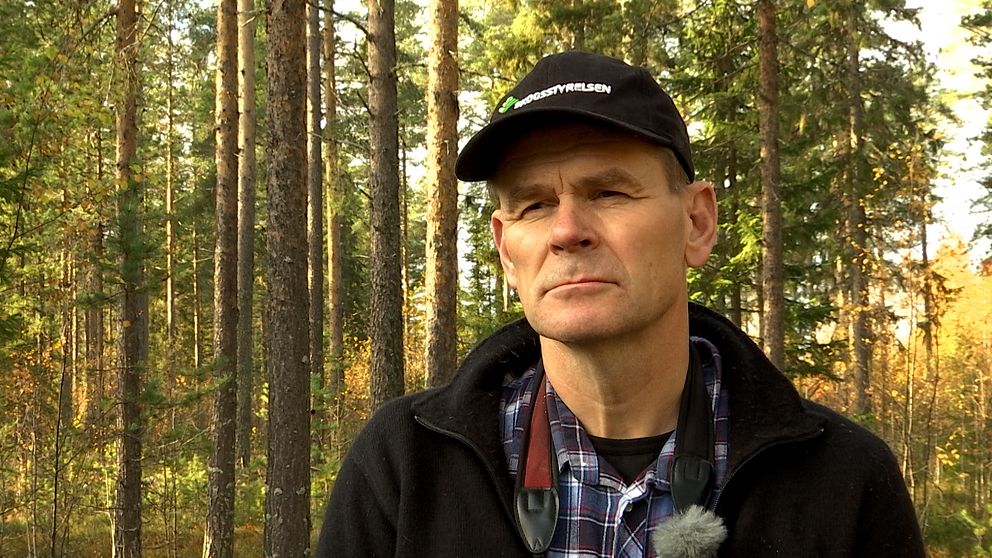 Skogsstyrelsen räknar med att det fälls i naturreservat | SVT Nyheter