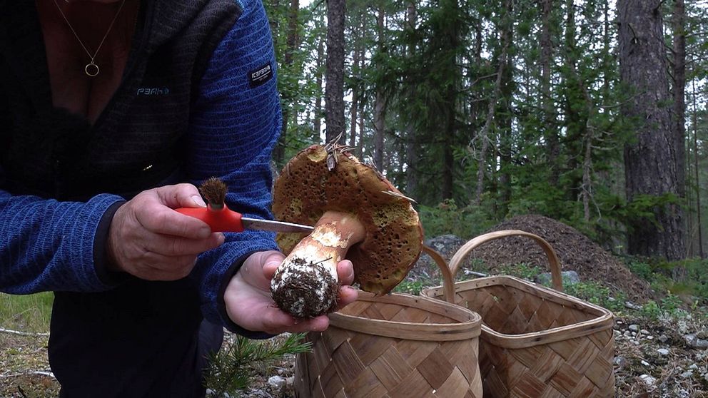 Varningen för giftiga svampen toppslätskivling: ”En hallucinogen drog ...