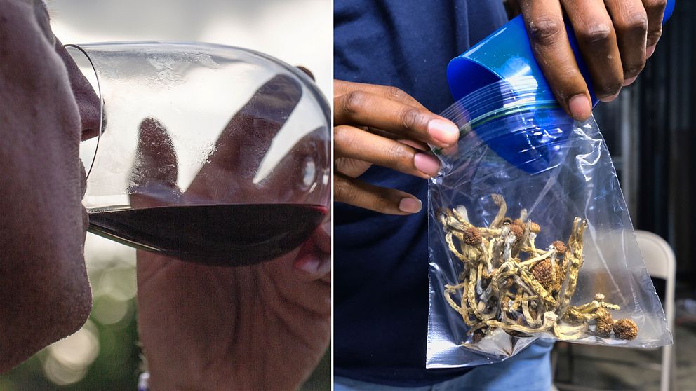 Ny studie: Psykedelisk svamp minskade alkoholberoende | SVT Nyheter