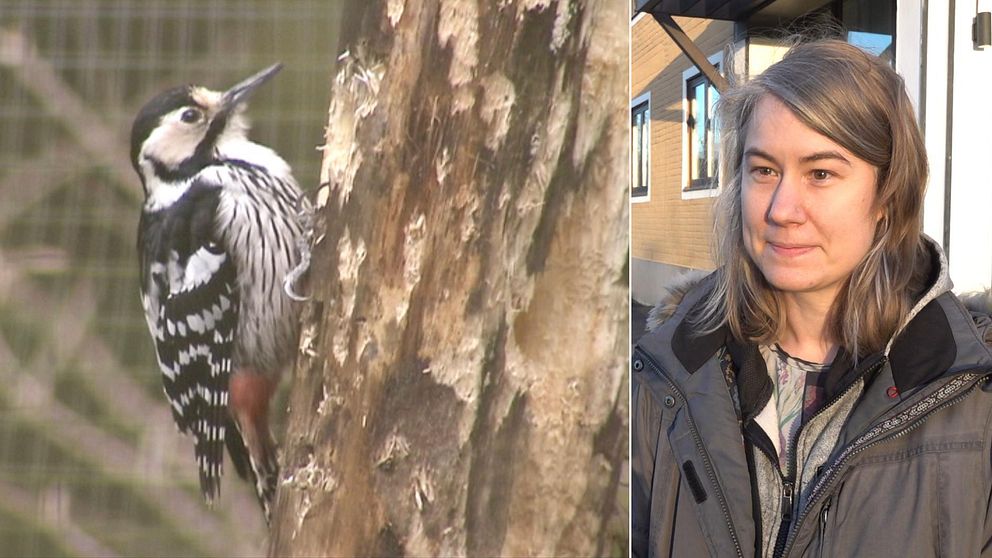 Babyboom i Västerbotten för utrotningshotade vitryggen: ”Sa bara pang ...