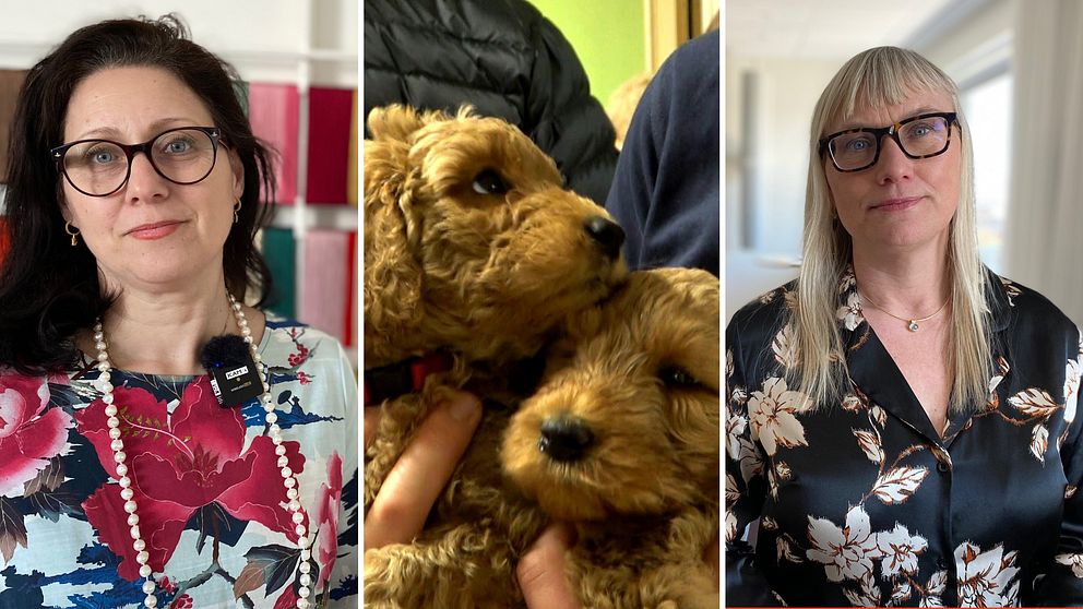 Sjukhushundarnas framtid oviss – femåriga Vincent drabbas | SVT Nyheter