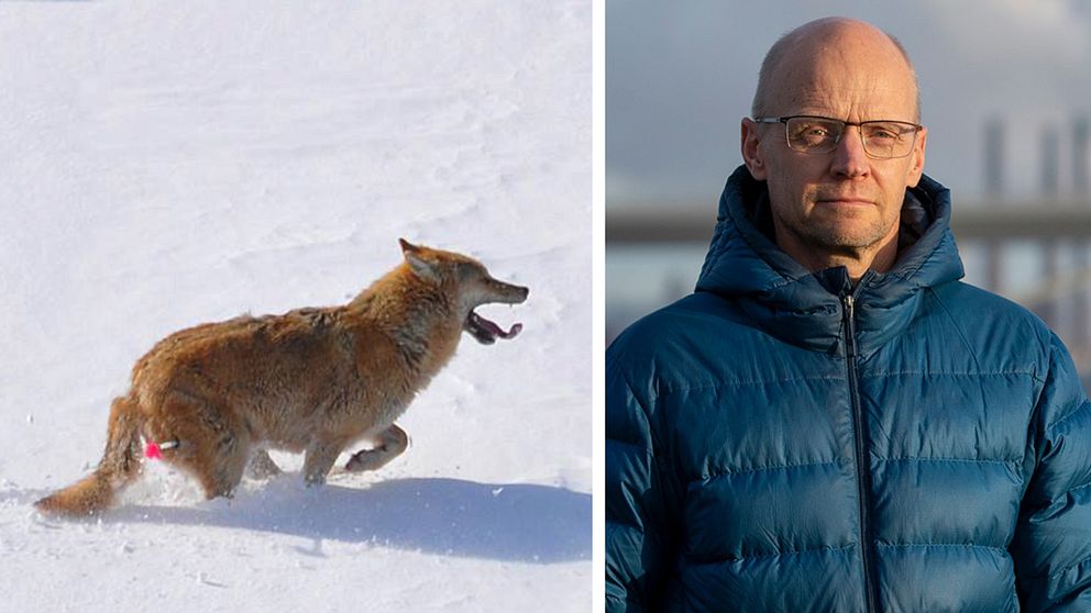 Krönika: Fredrik Israelsson: ”Junselevargen blev min varg” | SVT Nyheter