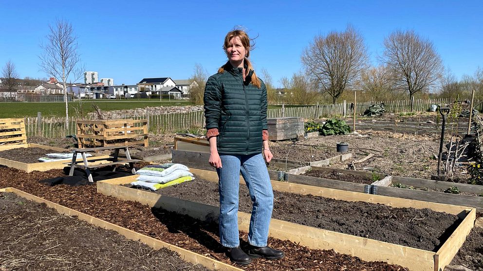 Lista: John Taylors fem bästa tips till nya odlare | SVT Nyheter