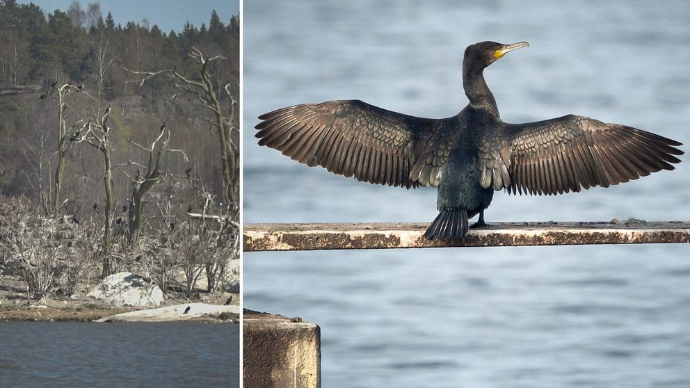 Han får skjuta 600 skarvar i Oxelösund: ”Vill rädda Östersjön” | SVT ...