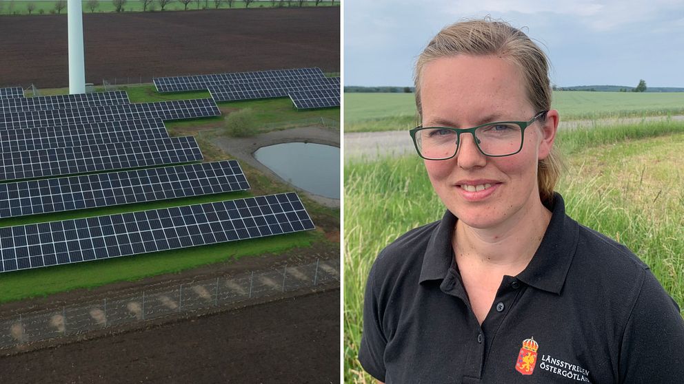 Ny solcellspark invigd: Här ska getter och solpaneler samsas i hagen | SVT Nyheter