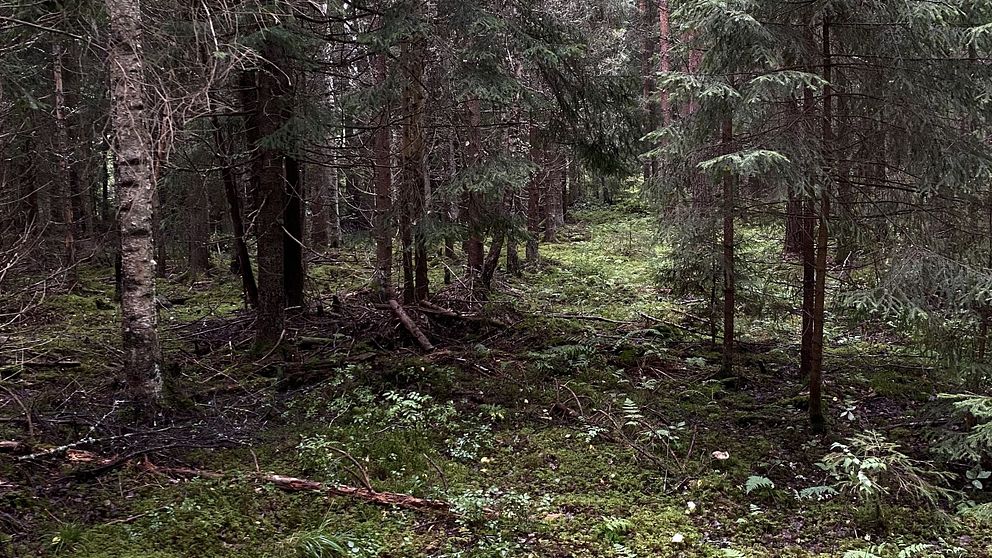 Skogen, politiken och omvärlden | SVT Nyheter