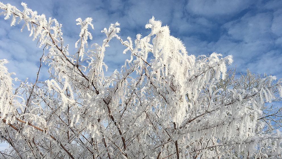 Rimfrost | SVT Nyheter