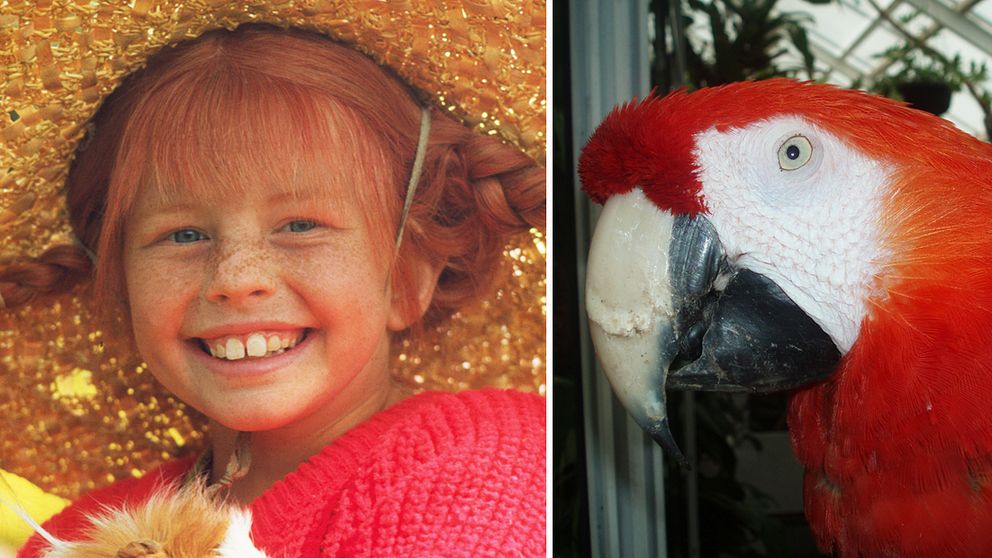 Pippi Långstrumps papegoja är död – flyttade från Malmö 2016 | SVT Nyheter
