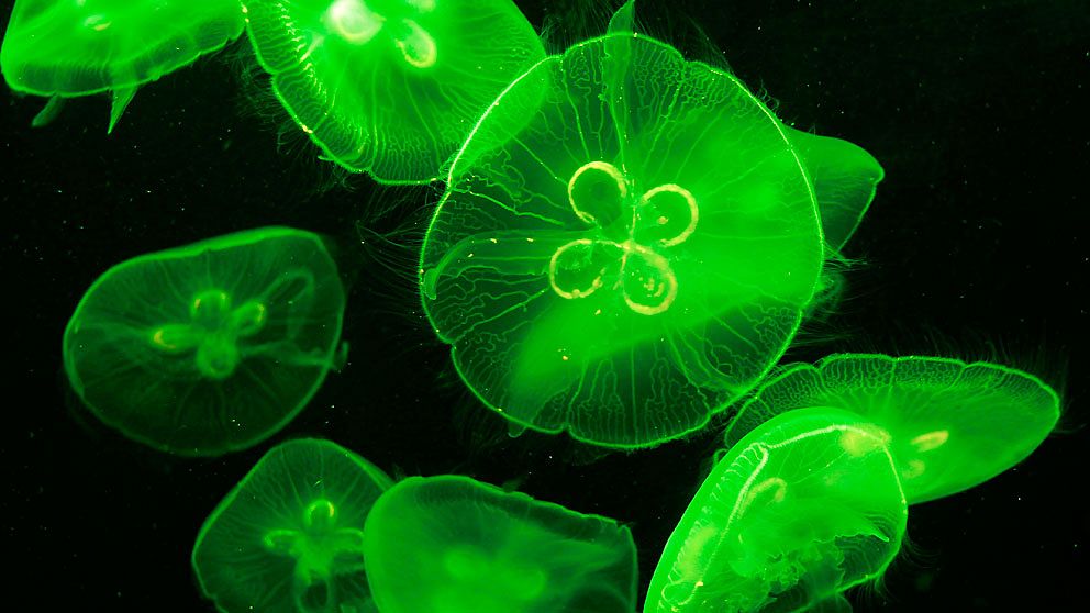 Maneter kan bli mat | SVT Nyheter