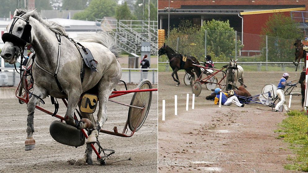 Flera hästar i olycka på Dalatravet | SVT Nyheter Flera hästar i olycka på Dalatravet | SVT Nyheter