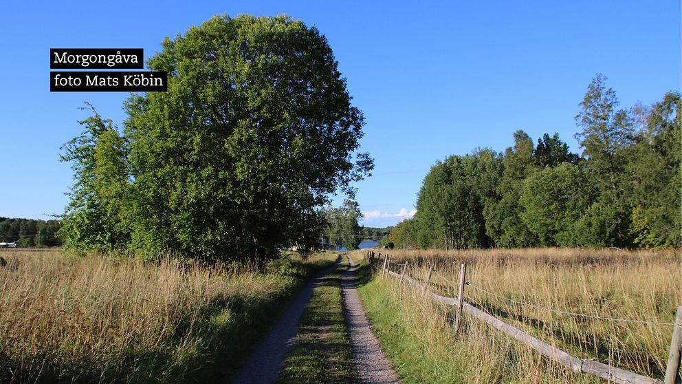 Efter allmänhetens önskemål – Morgongåvas skogsområden snyggas till ...