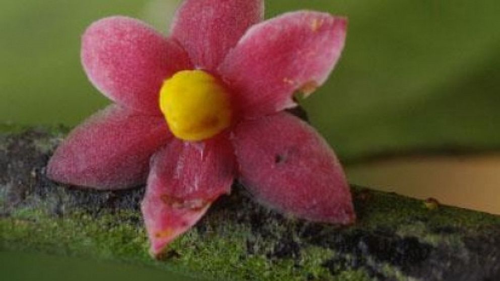 Över 700 nya arter upptäckta i regnskogen | SVT Nyheter