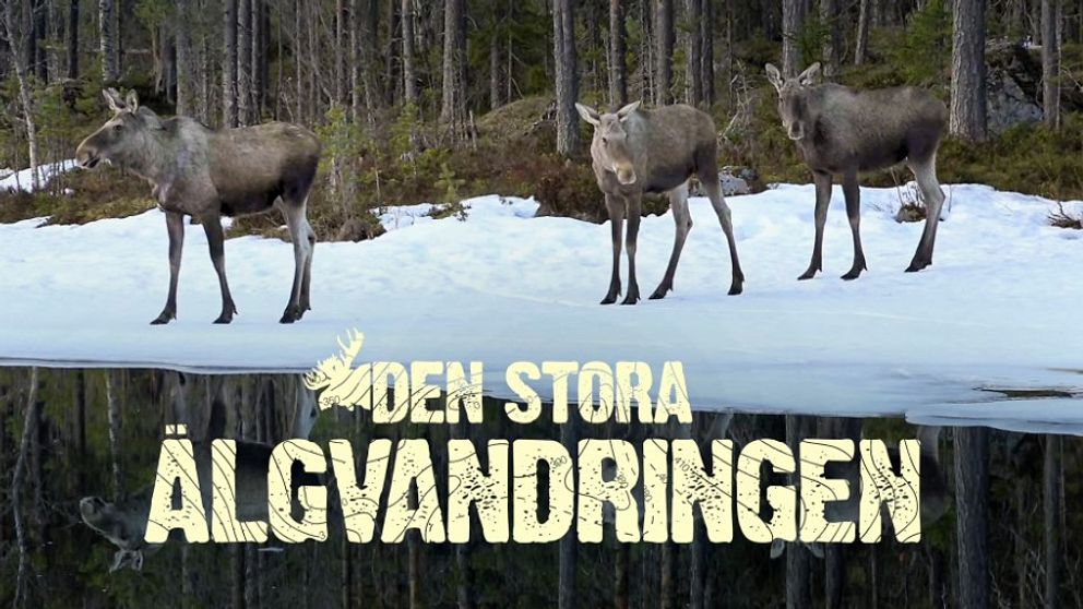 Här simmar årets första älgar i ”Den stora älgvandringen” | SVT Nyheter