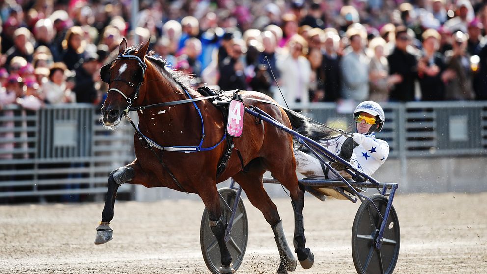 Trav: Franska superhästen Go On Boy vinner Elitloppet | SVT Sport