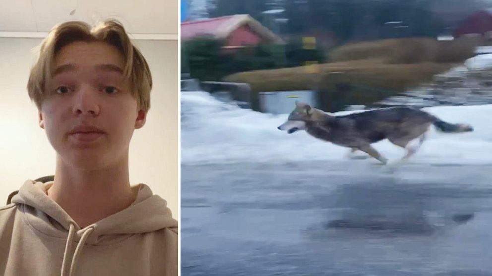 Vilsen varg yrar i villakvarter – här chockas familjen: ”Oh my god ...