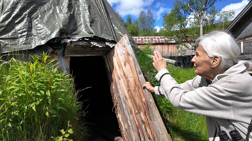 Ingrid, 81, bor på Sveriges mest avlägsna bondgård: ”Ett fritt liv ...