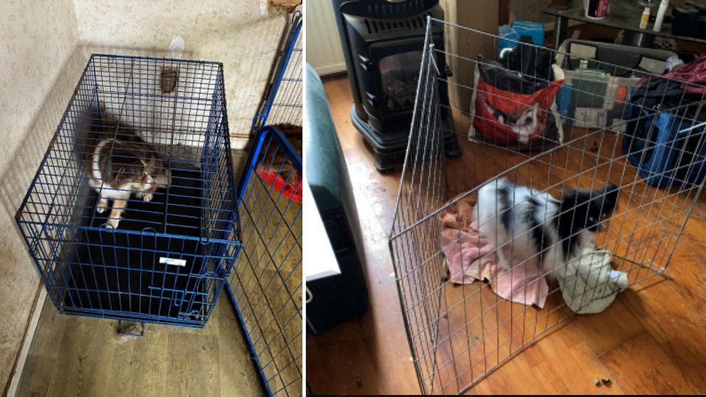 Hundar tvingades sitta i små burar fulla med bajs | SVT Nyheter