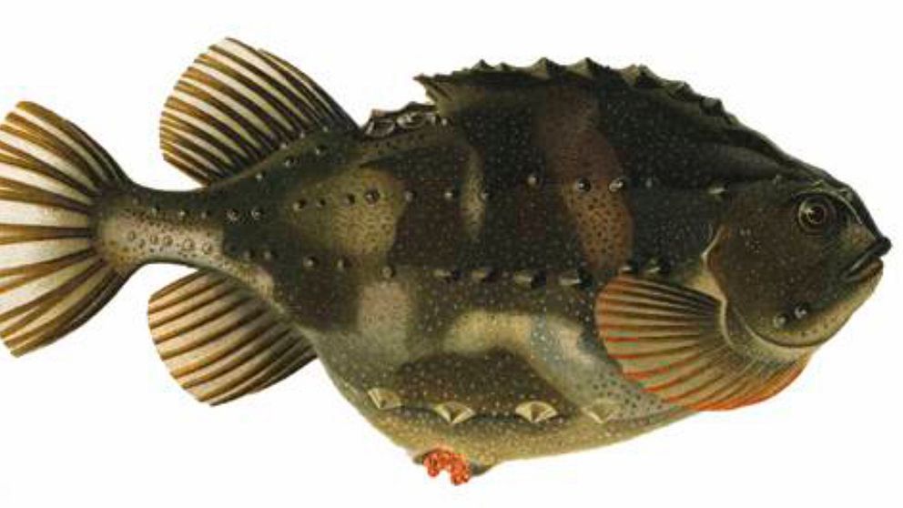 Förbud mot fiske av sjurygg – bestånden är för små | SVT Nyheter