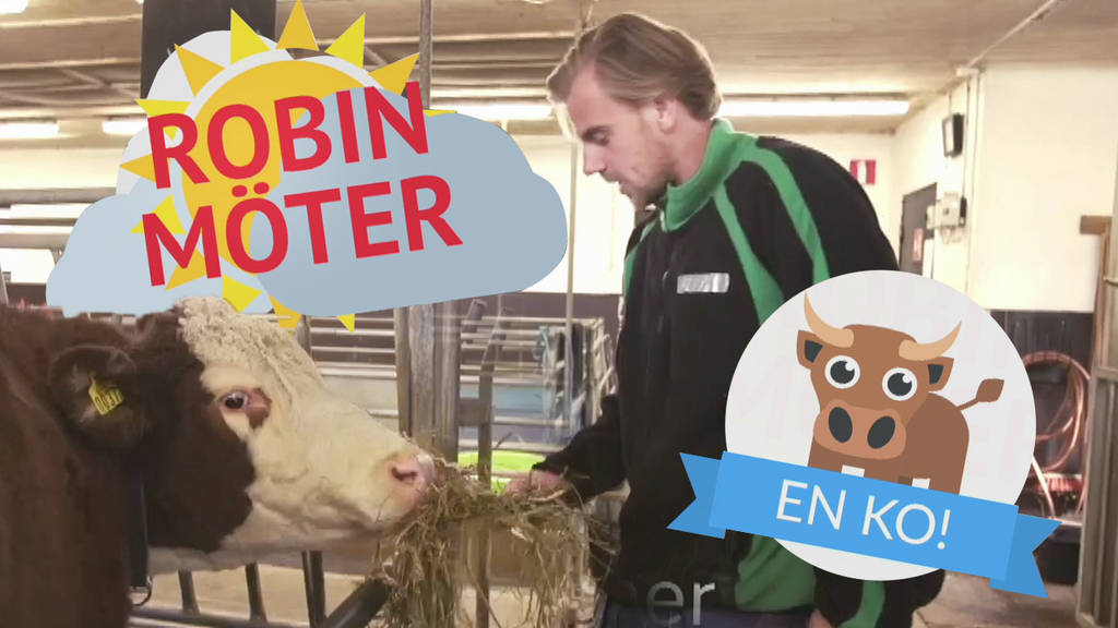 Robin möter ett djur – Robin möter en ko | SVT Play