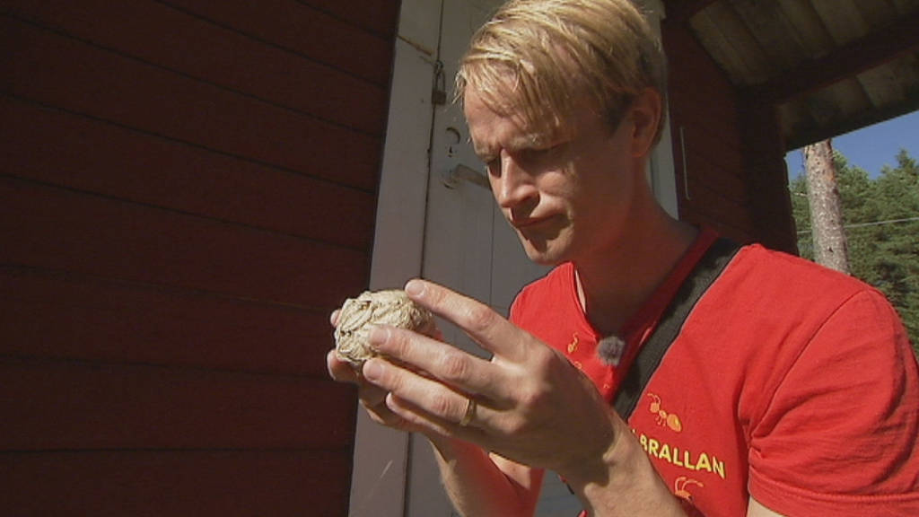 Myror i brallan – Avsnitt 8 | SVT Play