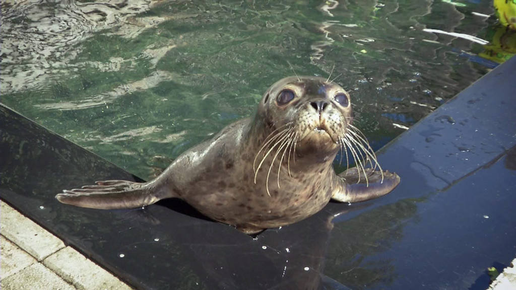 SOS Vilda djur – Avsnitt 7 | SVT Play