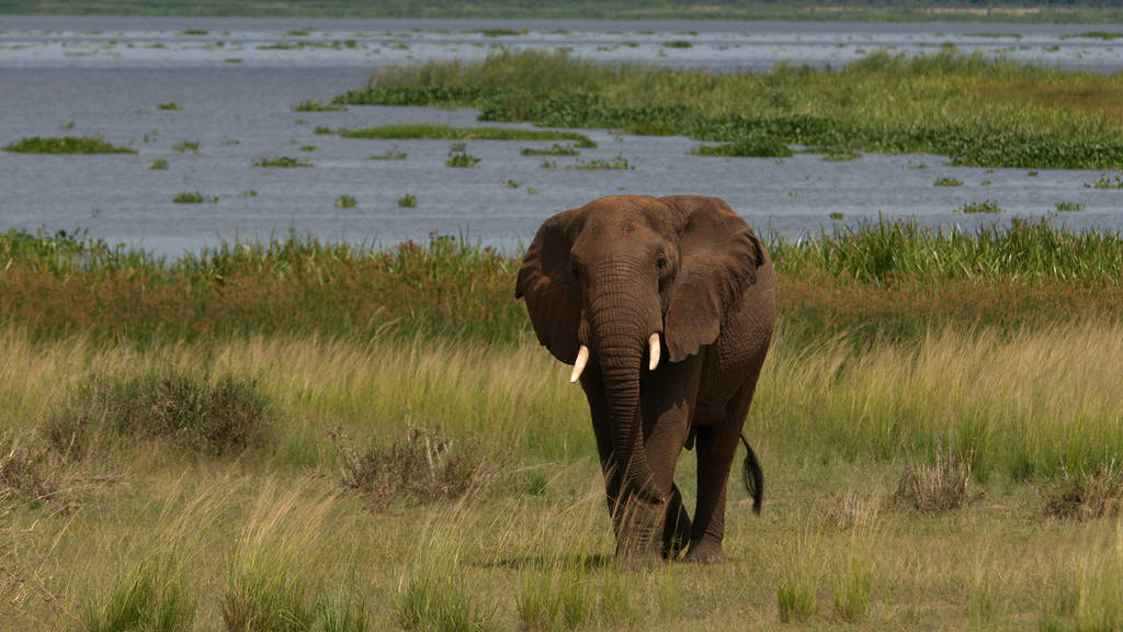 Nilen: flodernas flod – Avsnitt 2 | SVT Play