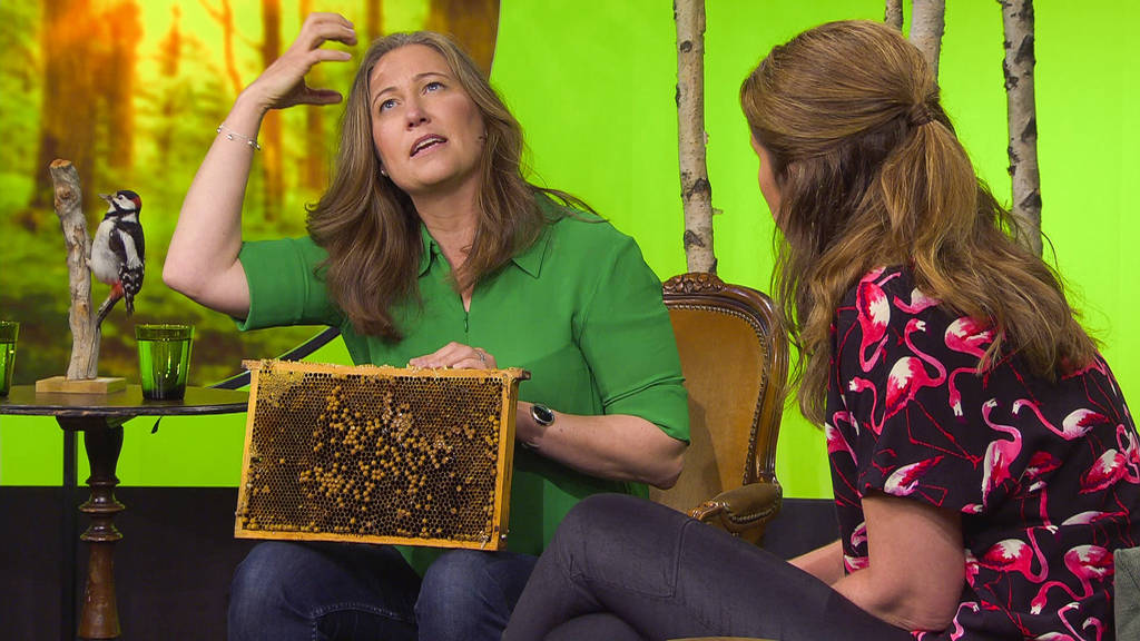 Studio natur – Avsnitt 1 | SVT Play