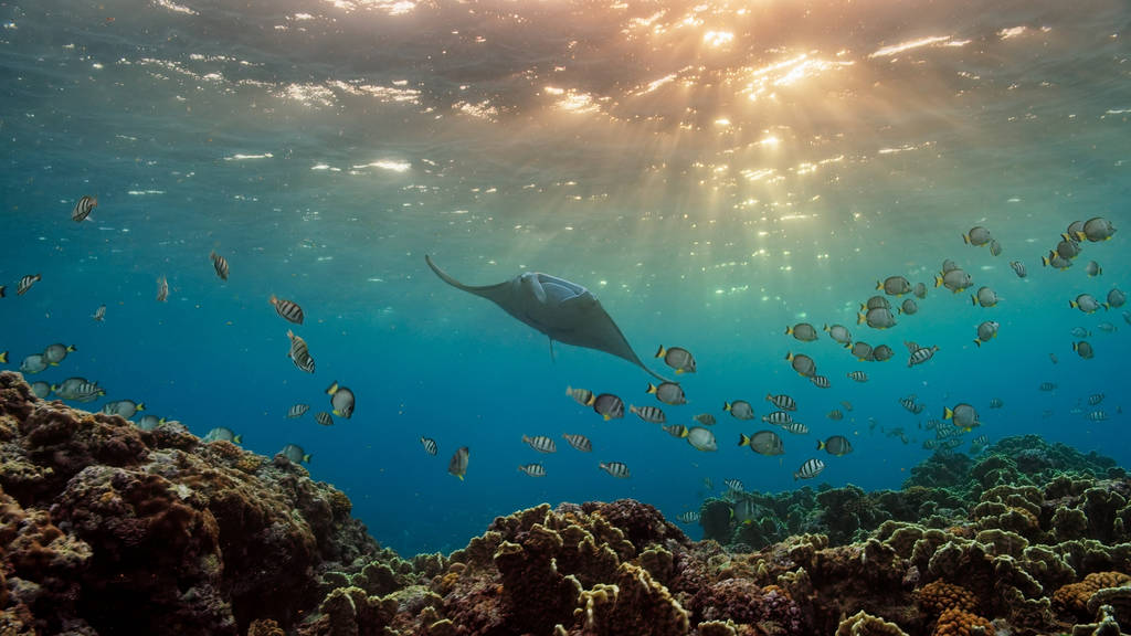 Världens natur: En perfekt planet – 4. Havet | SVT Play
