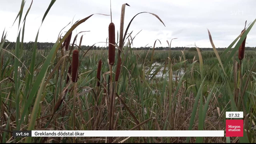 Rapport – Avsnitt 198 | SVT Play