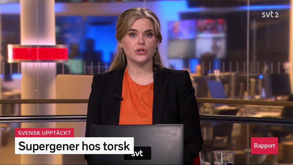 Rapport – Avsnitt 100 | SVT Play