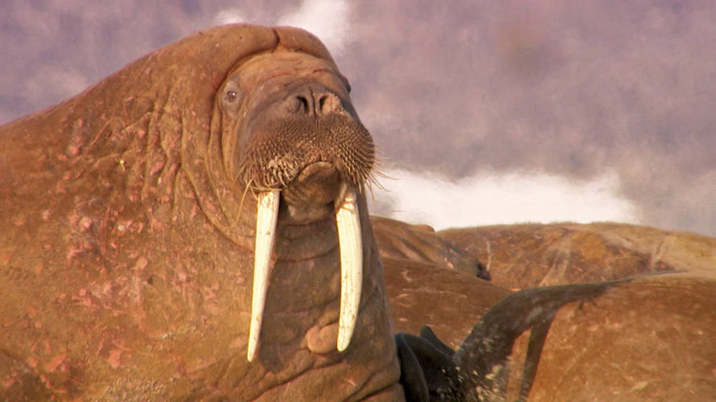 Ögonblick från Svalbard – 9. Valross | SVT Play