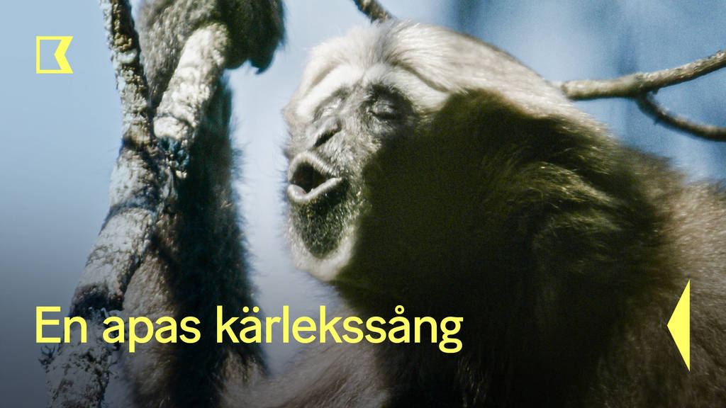 En apas kärlekssång | SVT Play