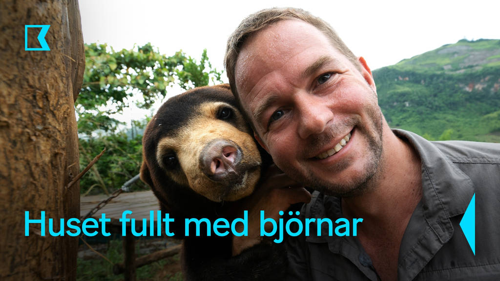 Huset fullt med björnar | SVT Play