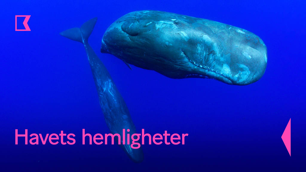 Havets hemligheter | SVT Play