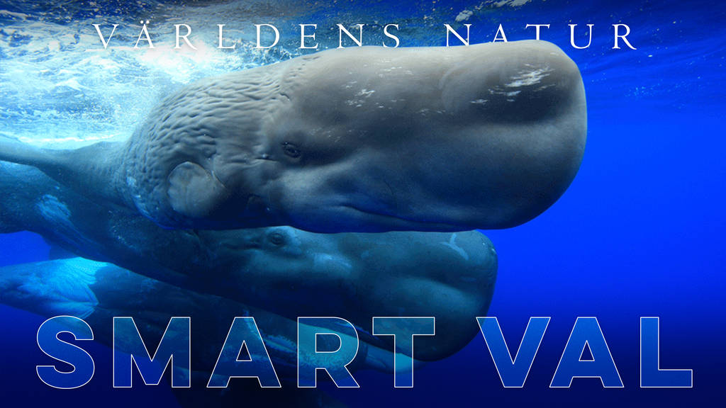 Världens natur: Smart val | SVT Play