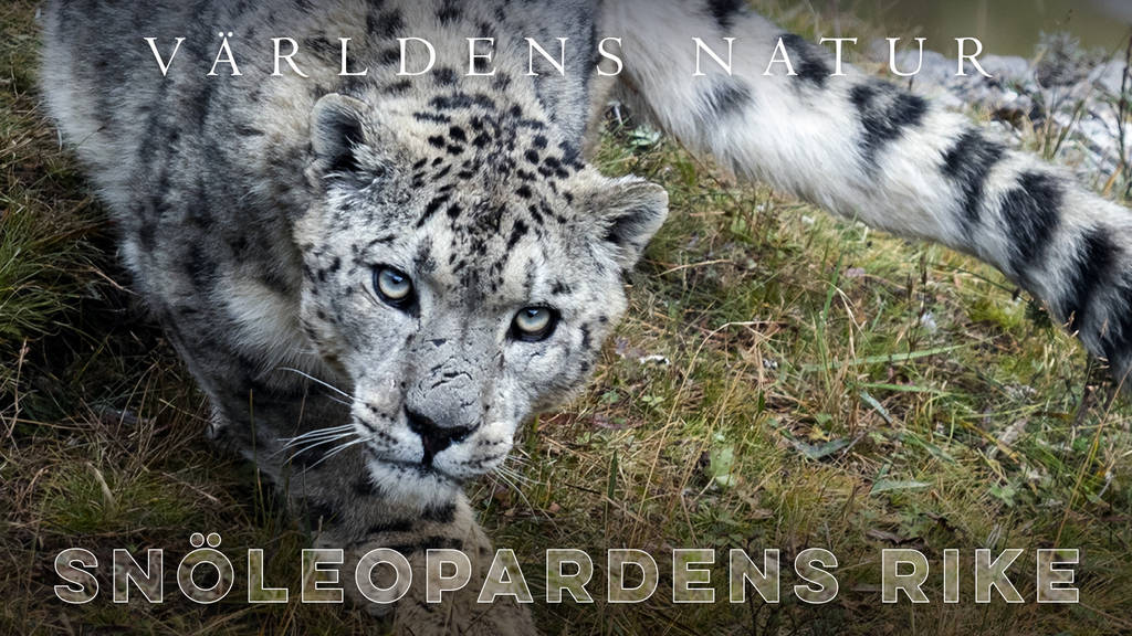 Snöleopardens rike | SVT Play